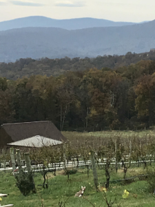 Delaplane Cellars - BS Guide to Virginia Wineries
